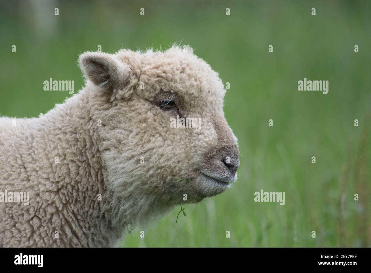 Woolly animals hi-res stock photography and images - Alamy