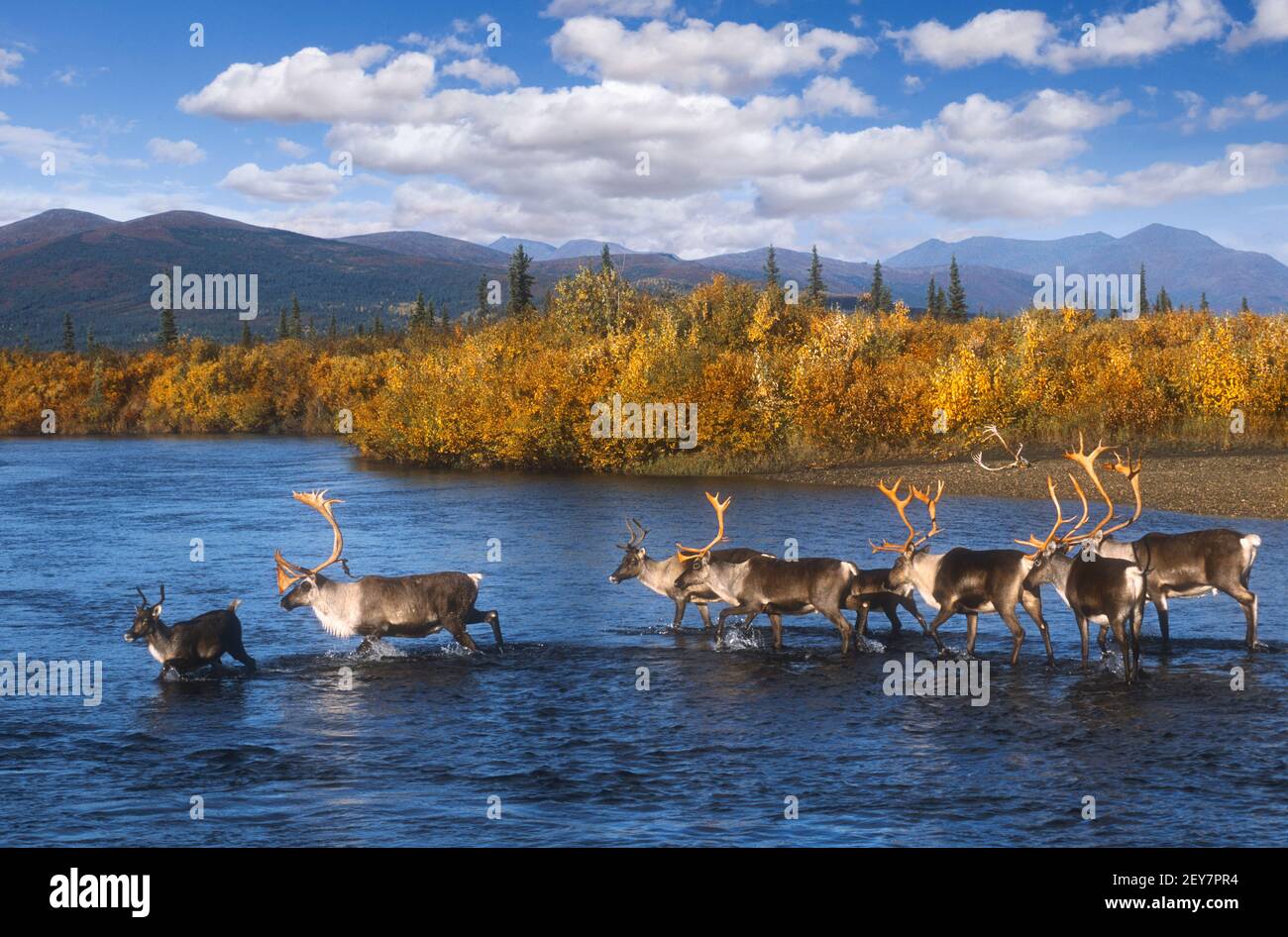 Caribou Migration