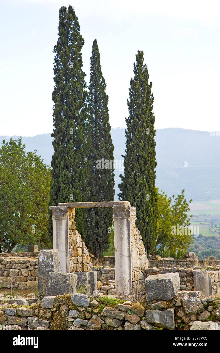 Volubilis in morocco africa cypress and site Stock Photo - Alamy