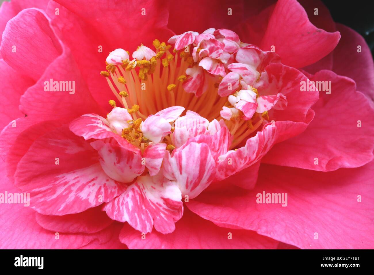 Semi double pink camellia flower hi-res stock photography and images ...