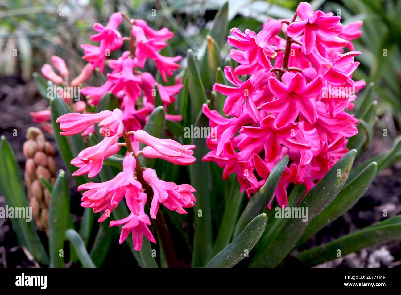 Dark Red Tubular Florets High Resolution Stock Photography and Images ...