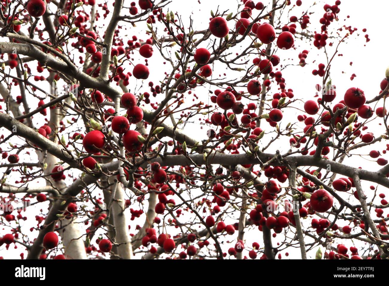 Malus x robusta ‘Red Sentinel’ Crab apple tree – masses of glossy red ...