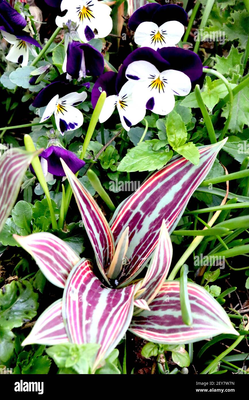 Tulip fire hi-res stock photography and images - Alamy