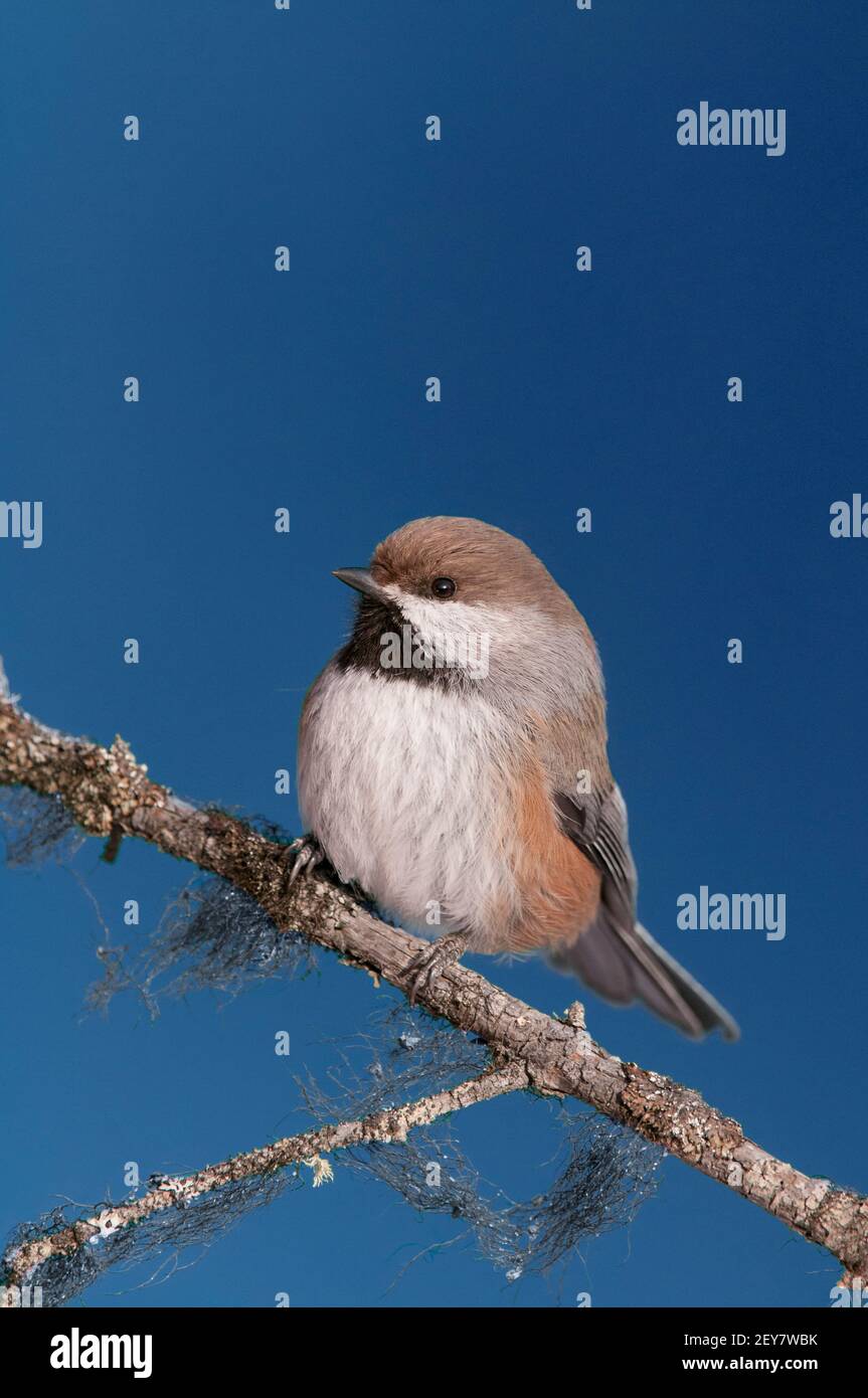 14cm High Resolution Stock Photography and Images - Alamy