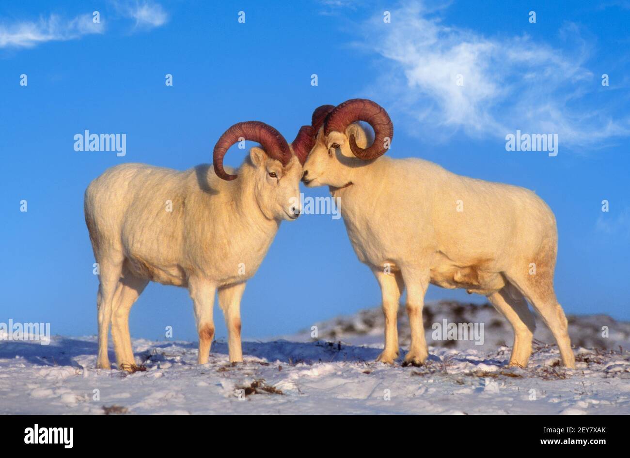 North America; United States; Alaska; Alaska Range Mountains; Denali ...