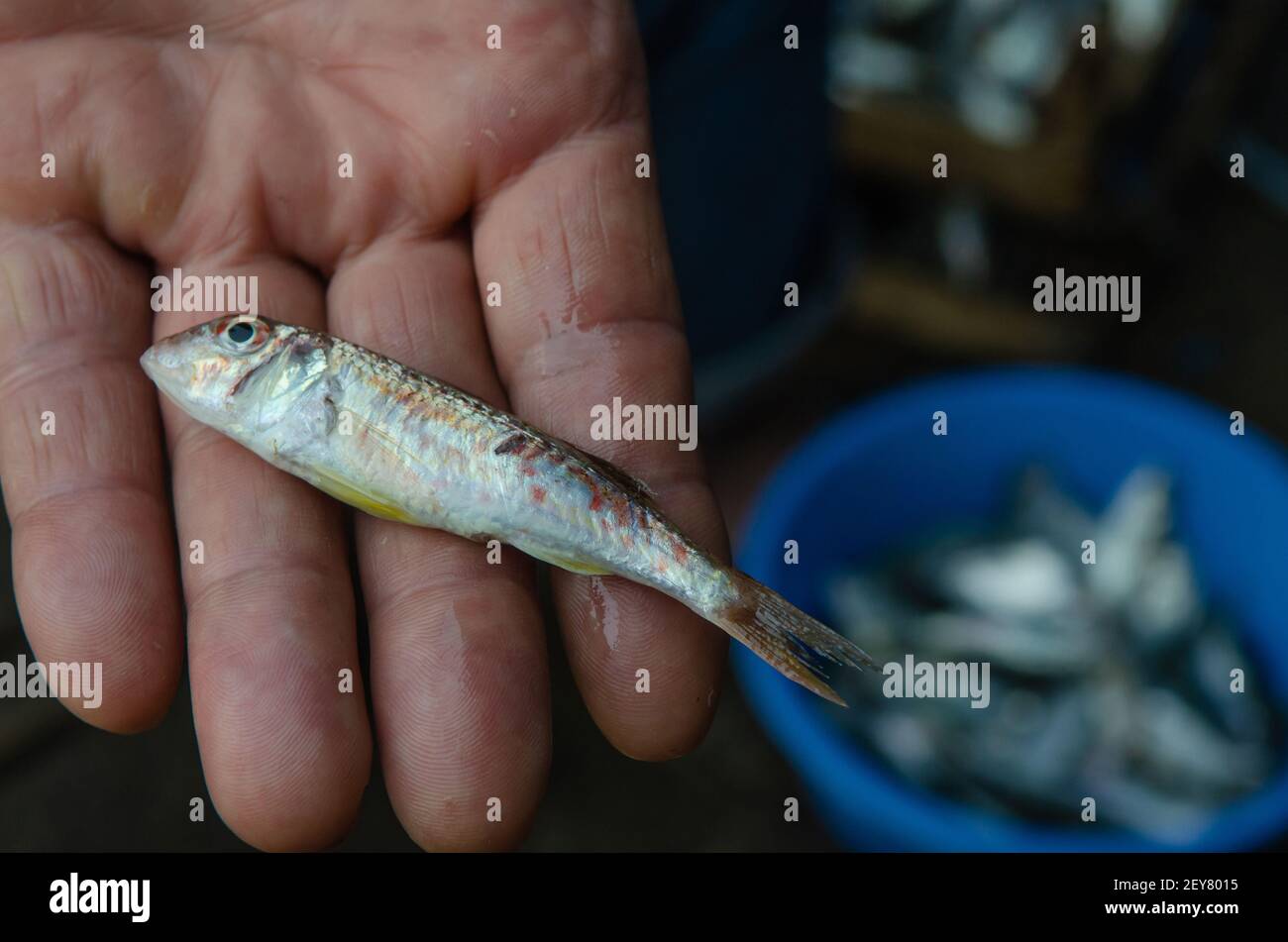 A Turkish fisherman holds a tiny fish caught in the Black Sea, Trabzon ...