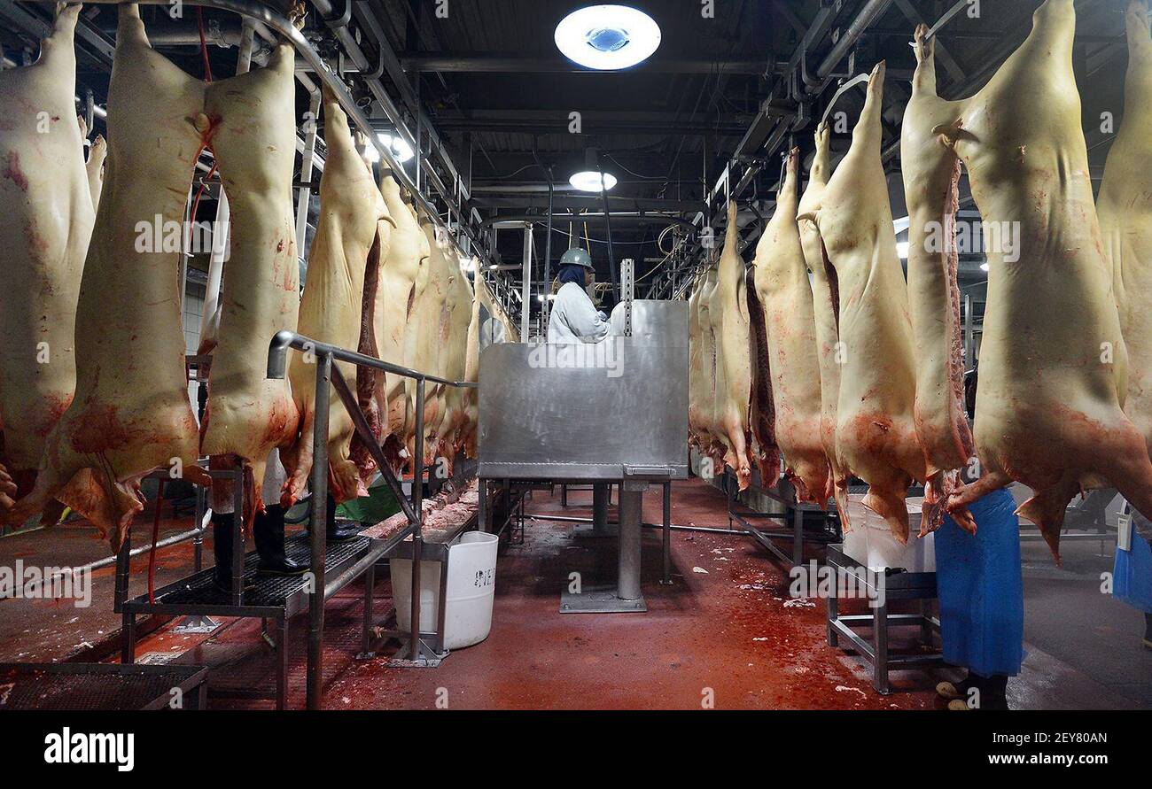 Early Meat Curing