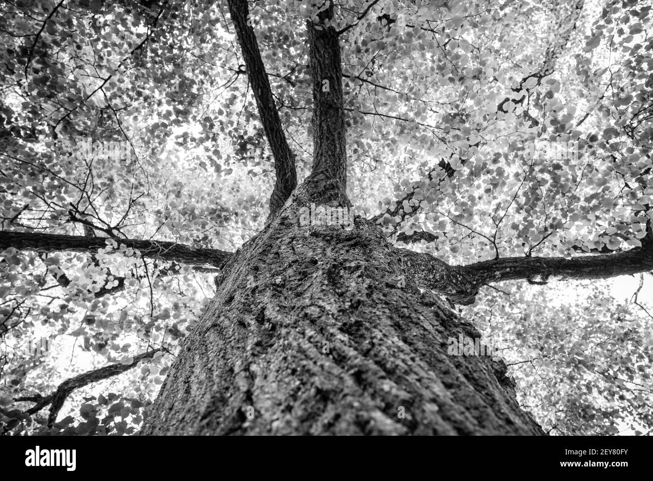 A grayscale low angle of a tree with leaves on the branches in the park ...