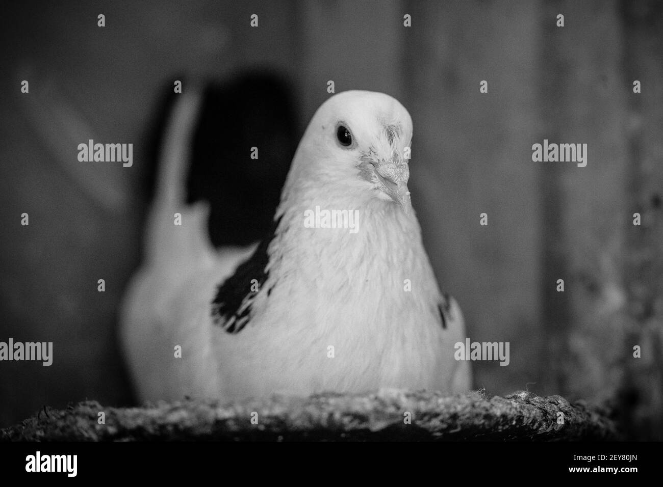 A closeup grayscale of a pigeon sitting in the nest Stock Photo - Alamy