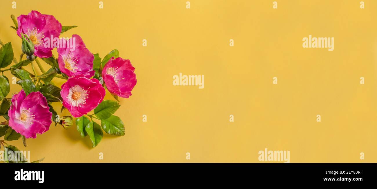 Greeting card banner for spring holidays, beautiful flowers of wild ...