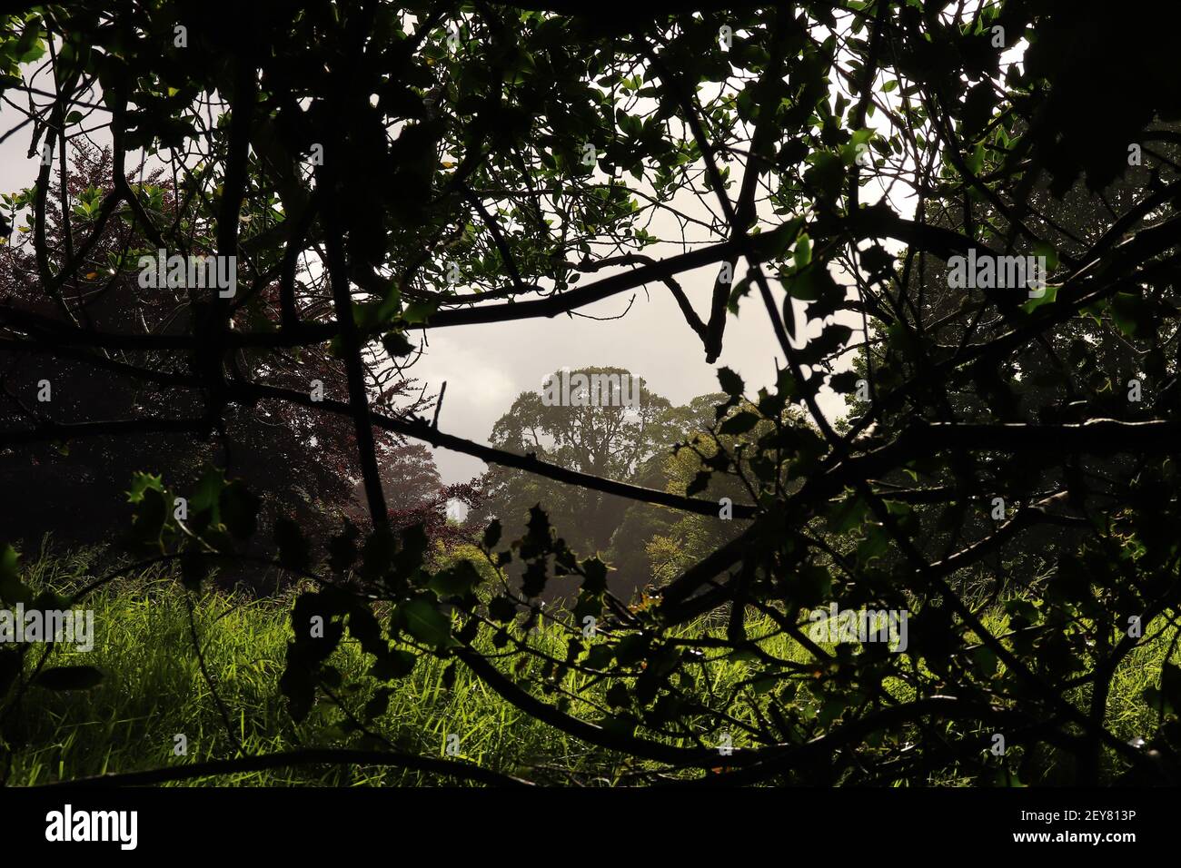 Tangle of undergrowth along a path covered with a tree canopy through ...