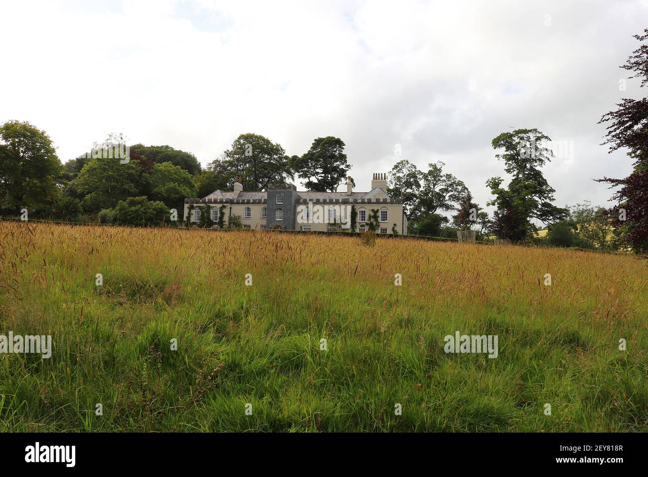 Golden wheat beneath the gaze of Restormel manor Stock Photo - Alamy