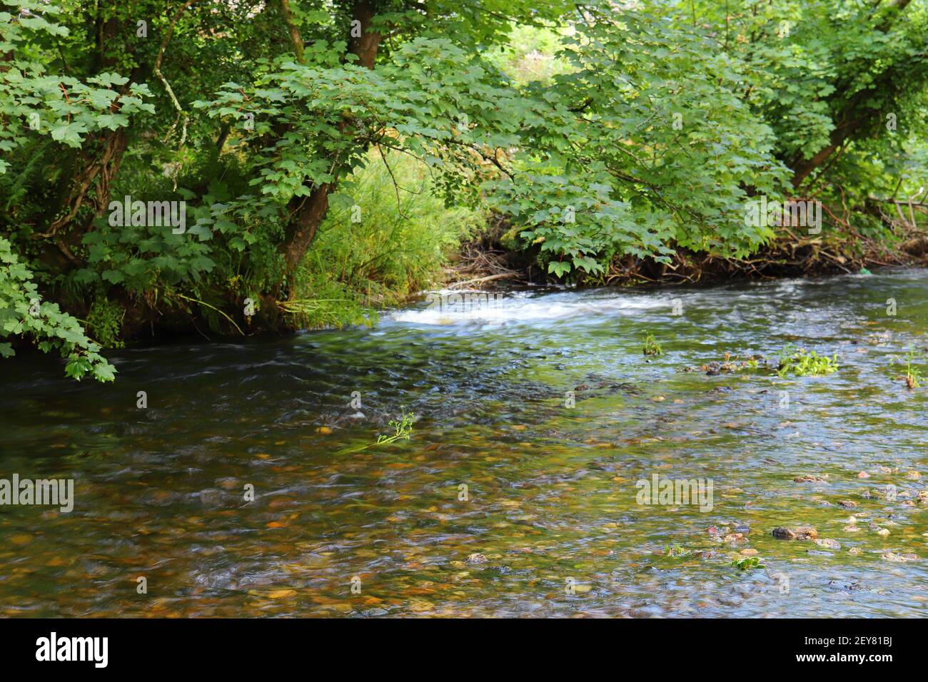 Clear waters of a Cornish stream showing the muddy brown stones ...
