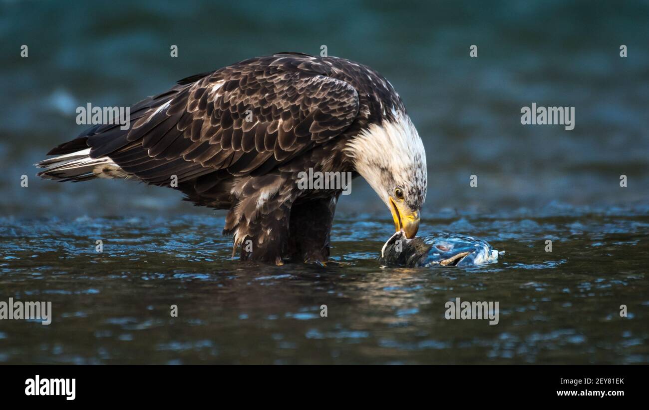 Immature bald eagle with a new catch of chum salmon in the Nooksack ...