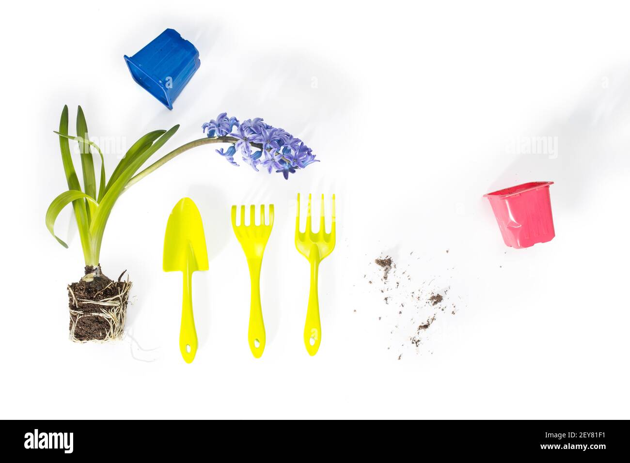 hyacinth plant with blue flowers, bulbs and roots on a white background ...