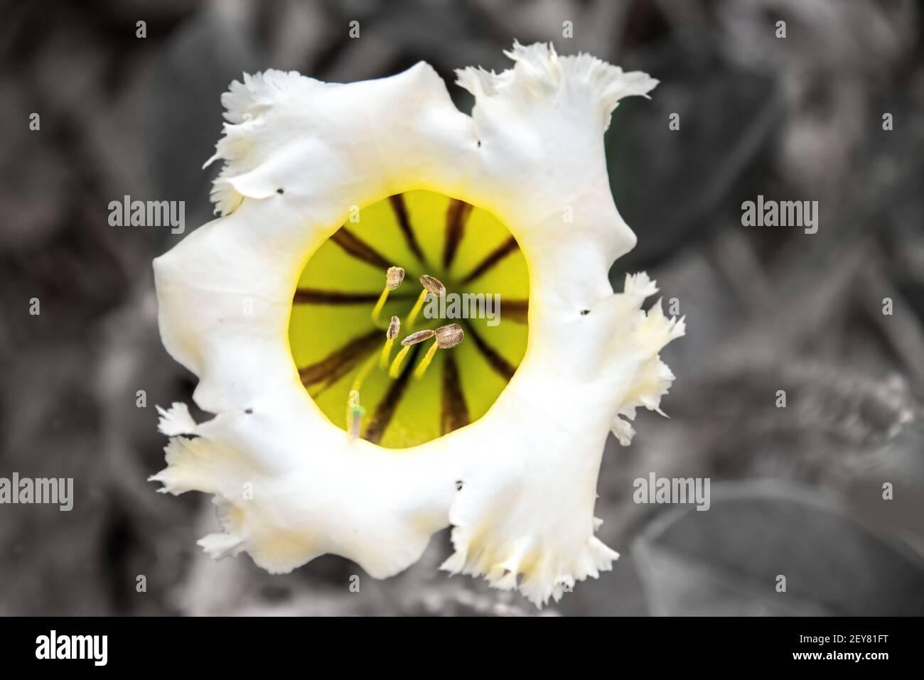 tulip flower in Toronto, Canada Stock Photo - Alamy