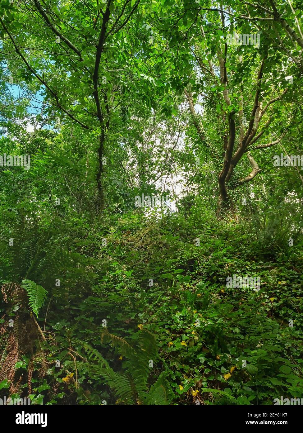 Tangle of undergrowth along a path covered with a tree canopy through ...