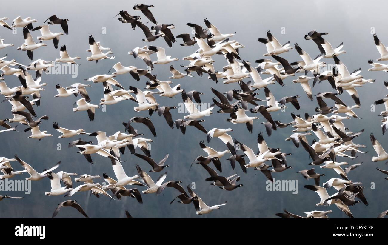 Gathering of different geese species with Canadian Geese and Snow Geese ...