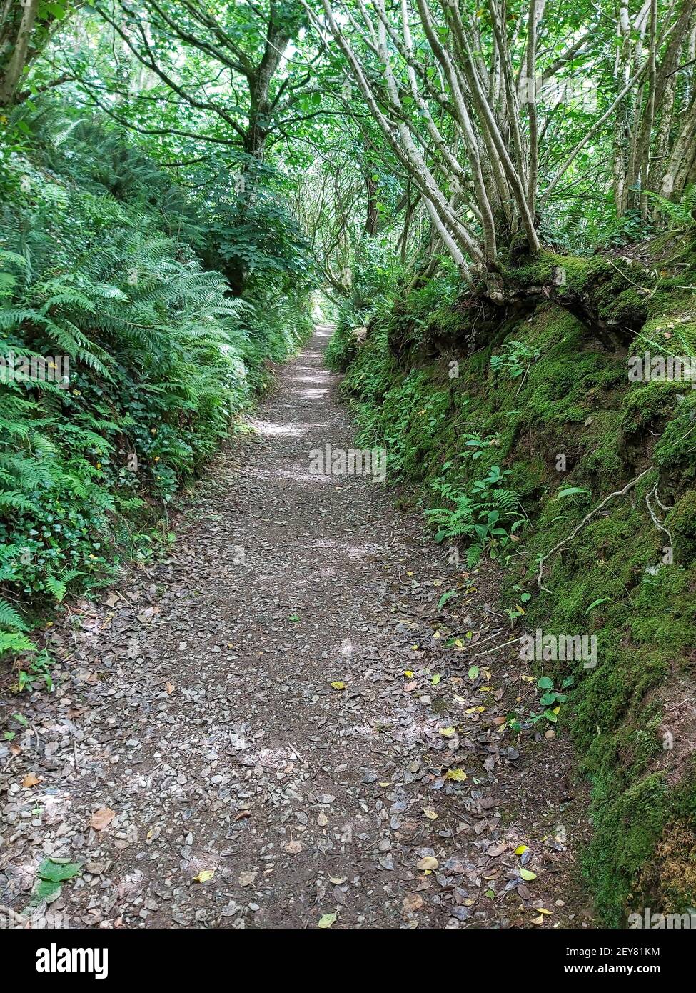 Tangle of undergrowth along a path covered with a tree canopy through ...