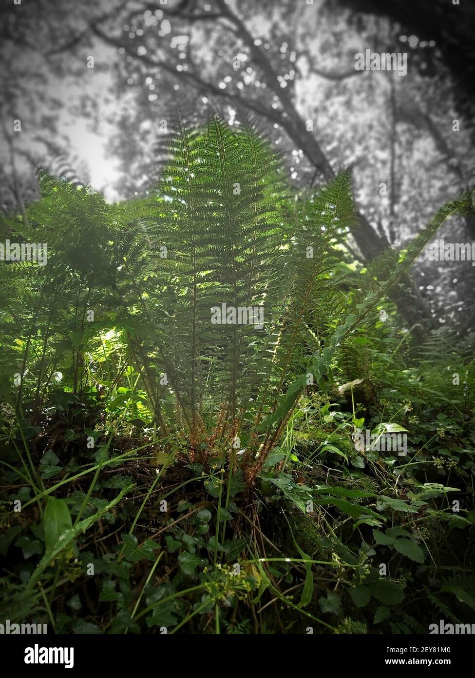 Tangle of undergrowth along a path covered with a tree canopy through ...