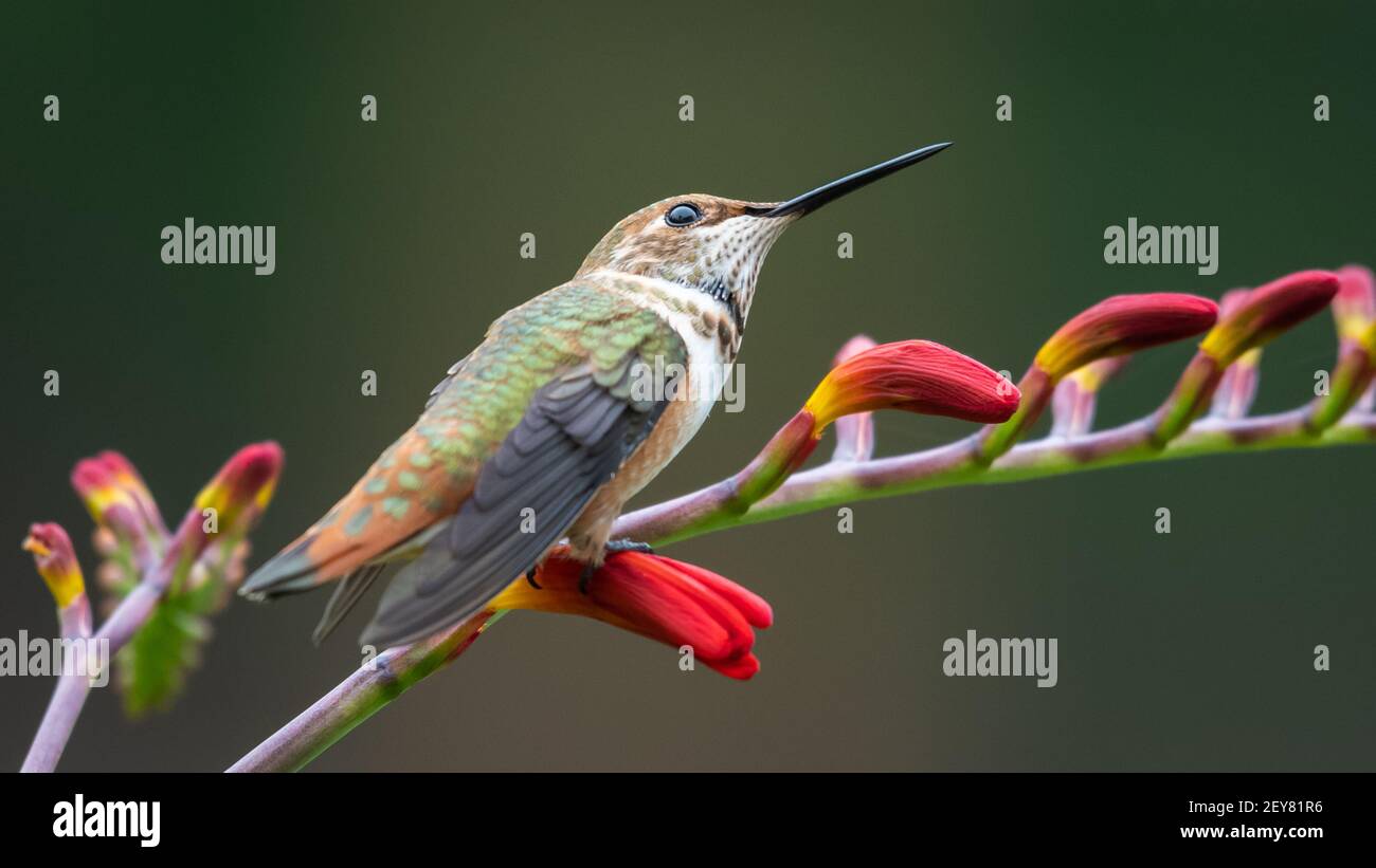 Rufous hummingbird looking upward showing its orange marking on a ...