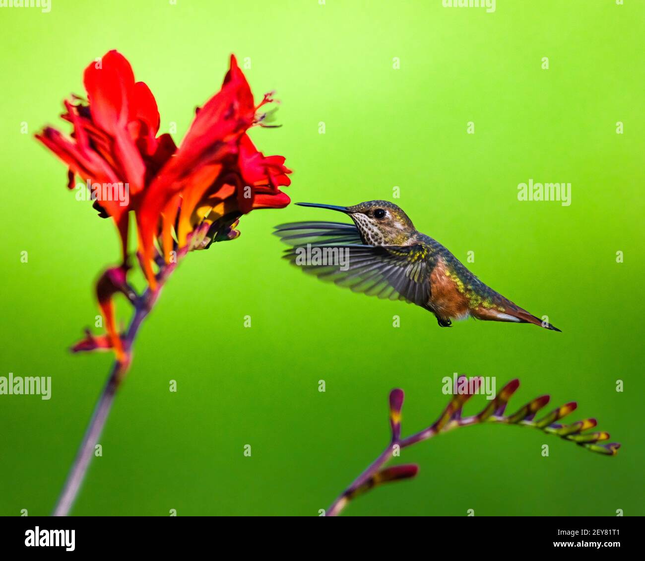 Rufous hummingbird with its orange markings approaching montbretia ...