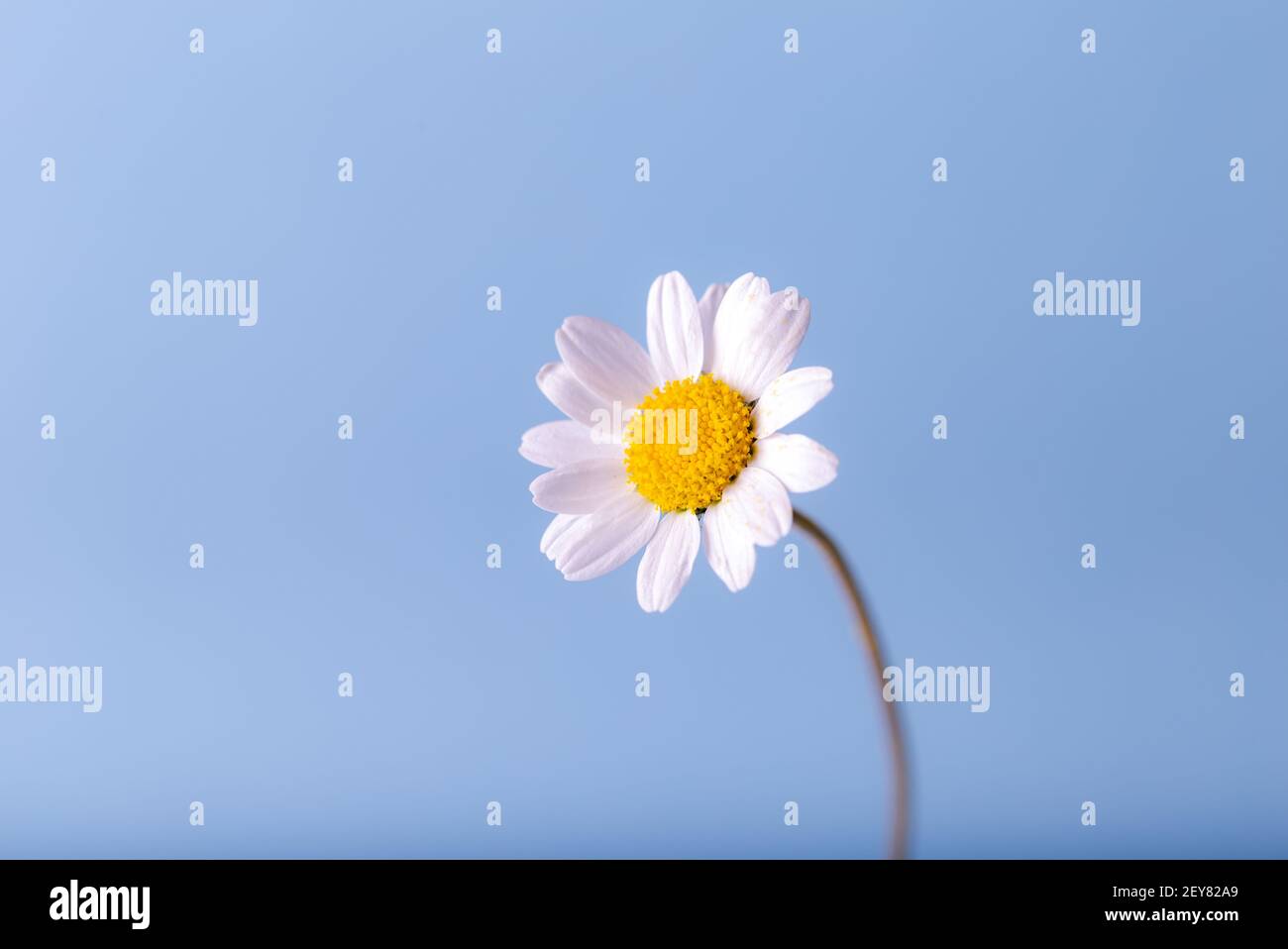 Chamomile flower on the blue background. Fresh camomile on the blue ...