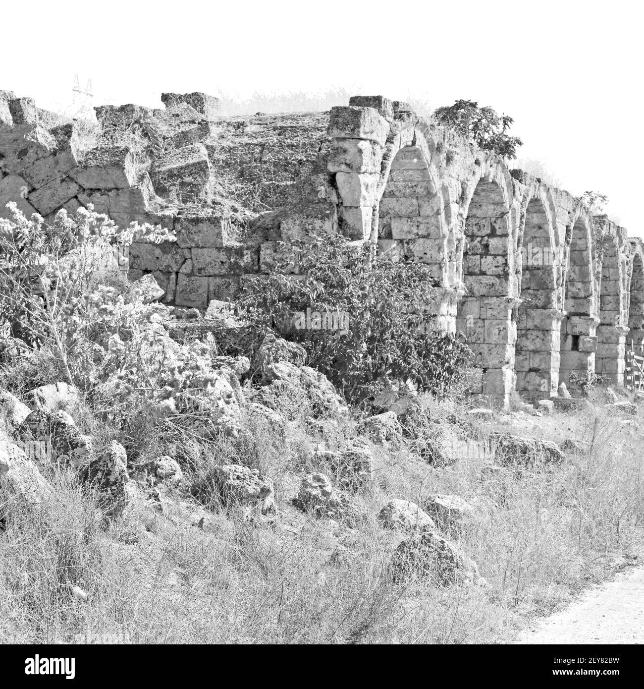Bush gate in athens the old column red flower Stock Photo - Alamy
