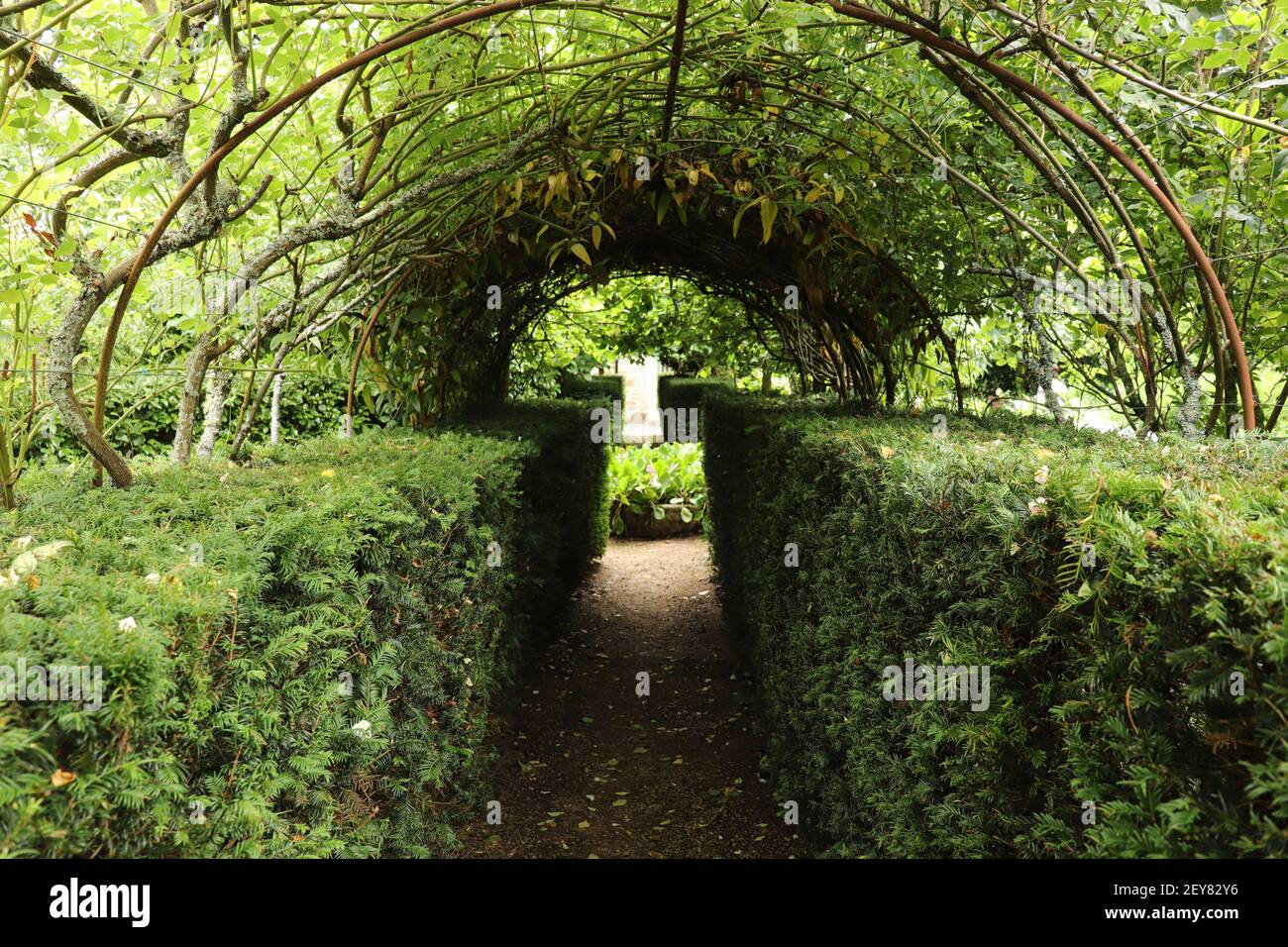 Tangle of undergrowth along a path covered with a tree canopy through ...