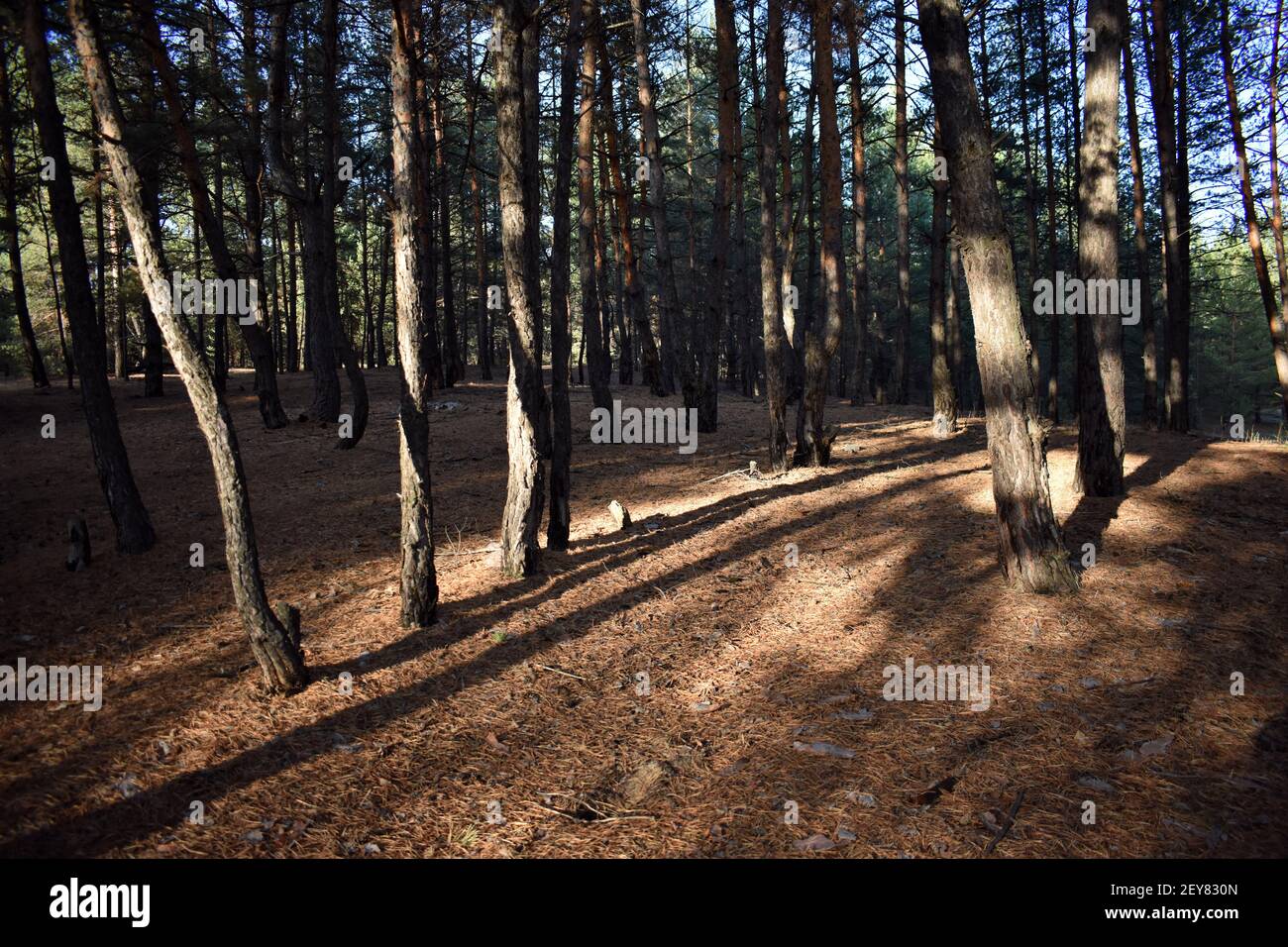 Needle leaf forest hi-res stock photography and images - Alamy
