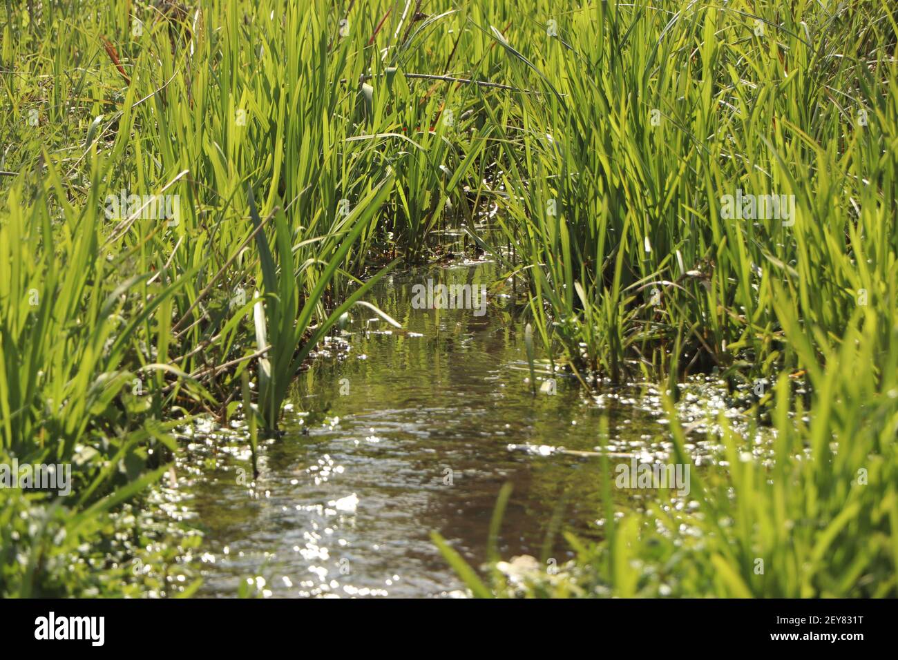 Ground level close up of mud and water sloshing down a stream Stock ...