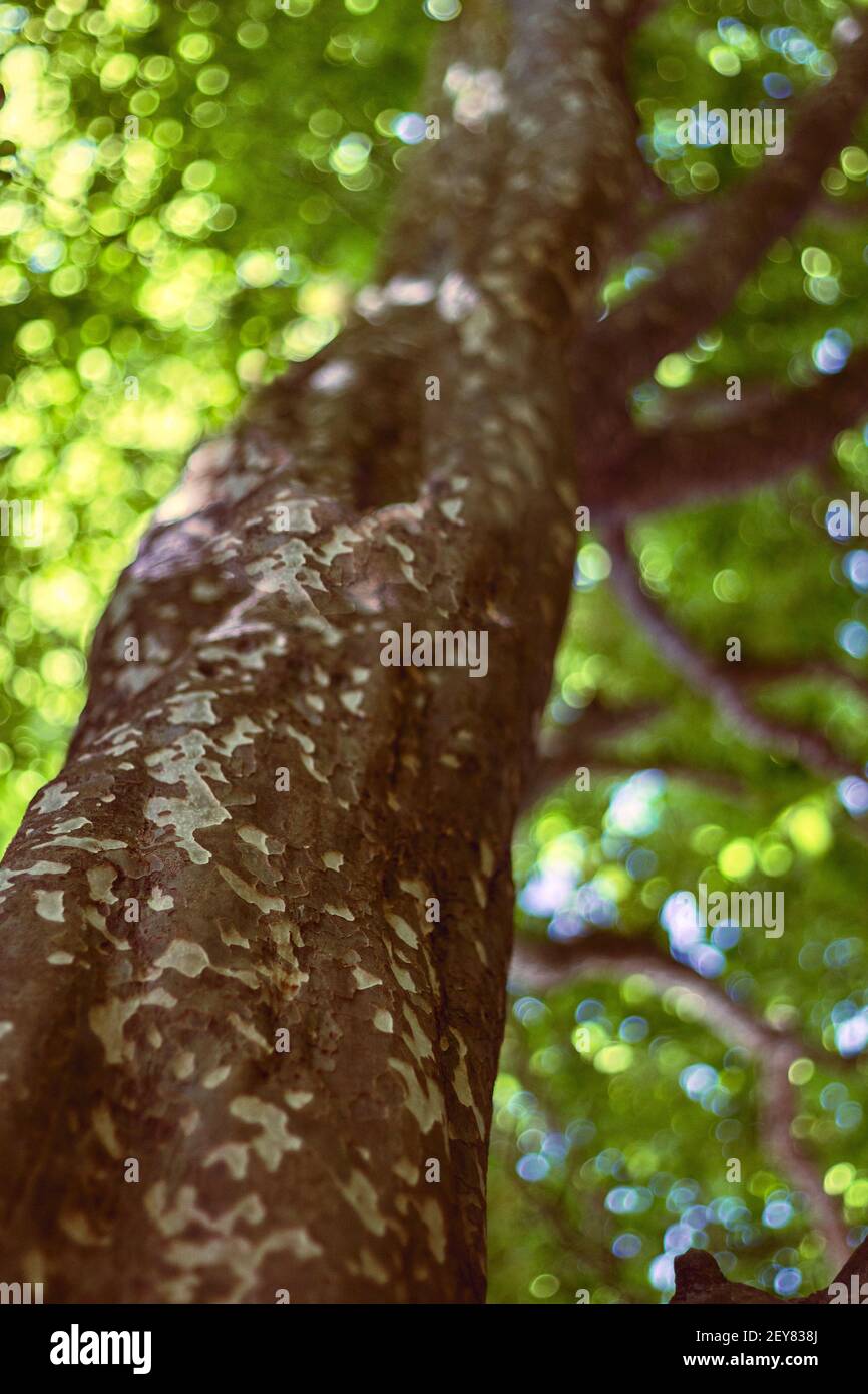 A sycamore tree (Platanus occidentalis)seems to bend into color and ...