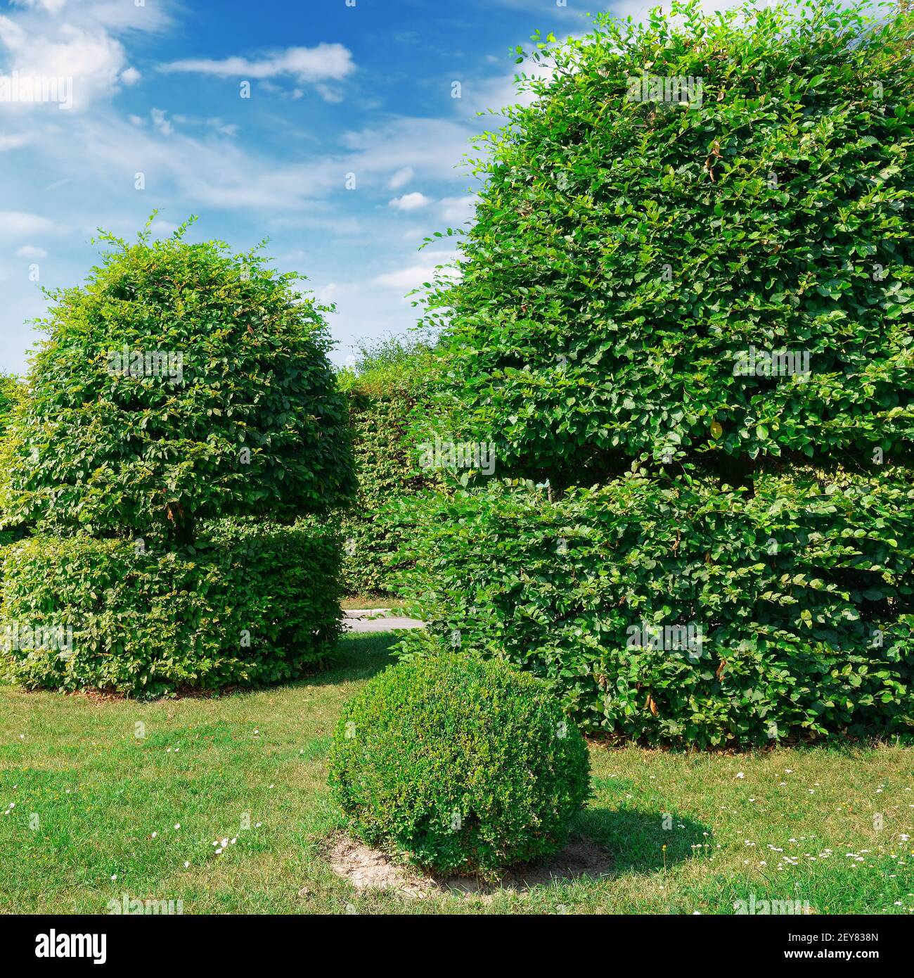 Tall hedges hi-res stock photography and images - Alamy