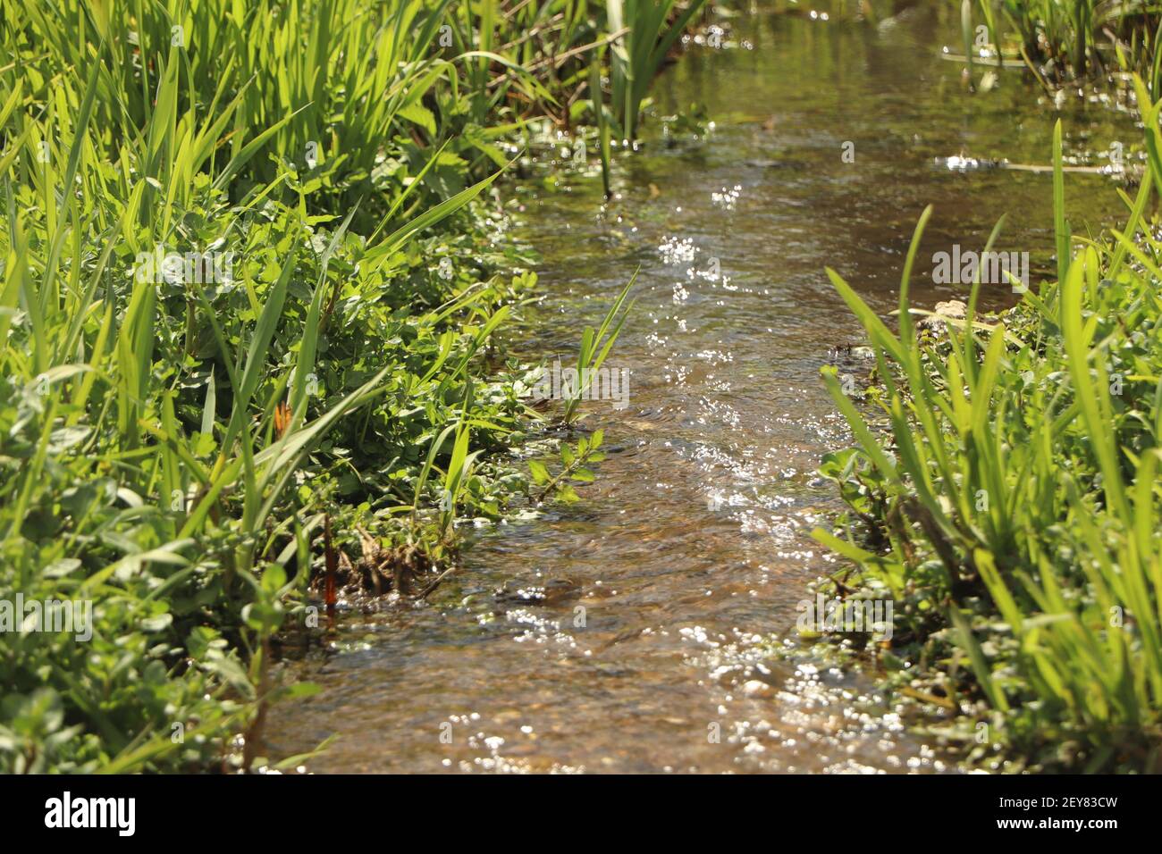 Ground level close up of mud and water sloshing down a stream Stock ...