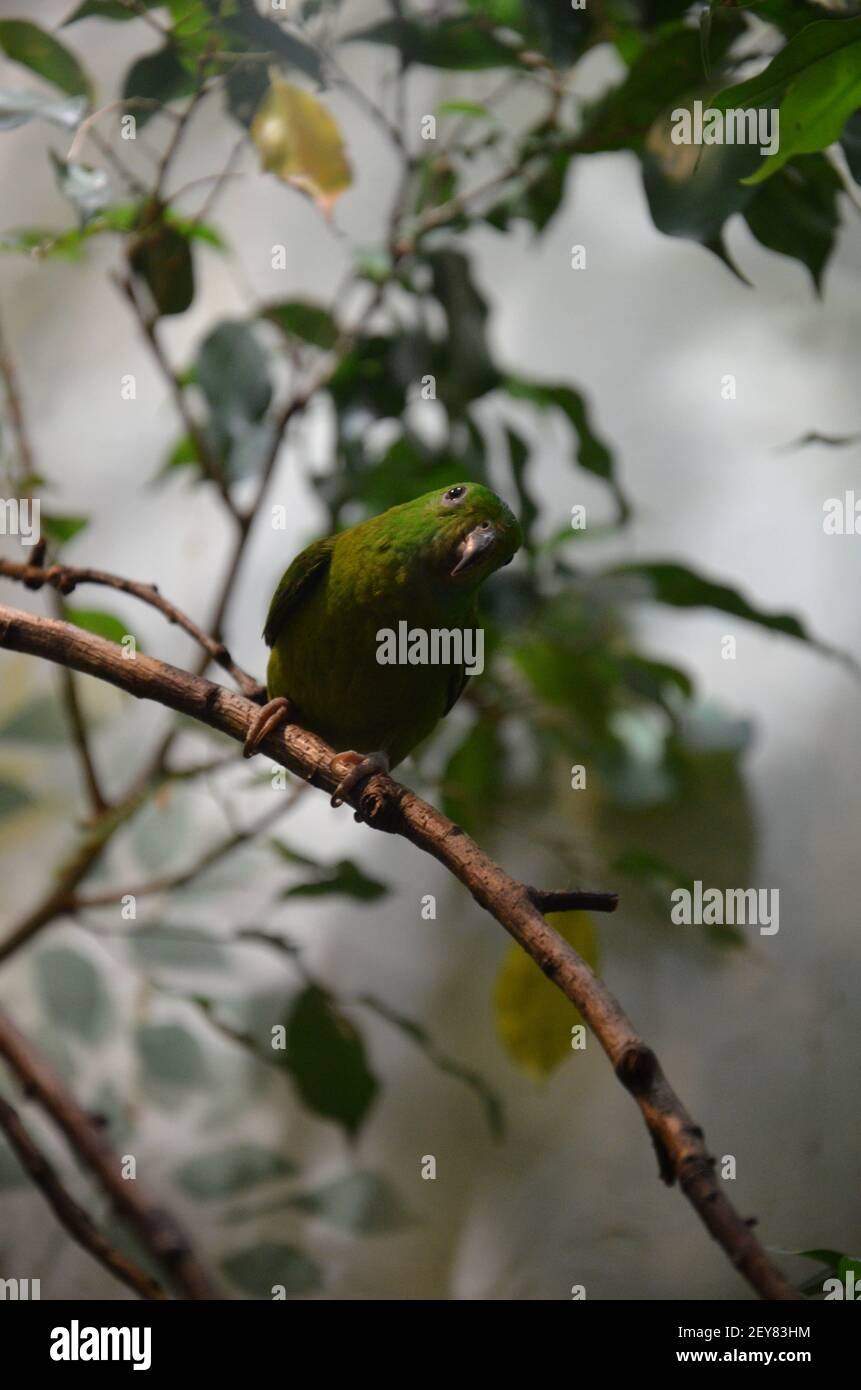 Green Colorful Bird (Vernal Hanging Parrot Stock Photo - Alamy