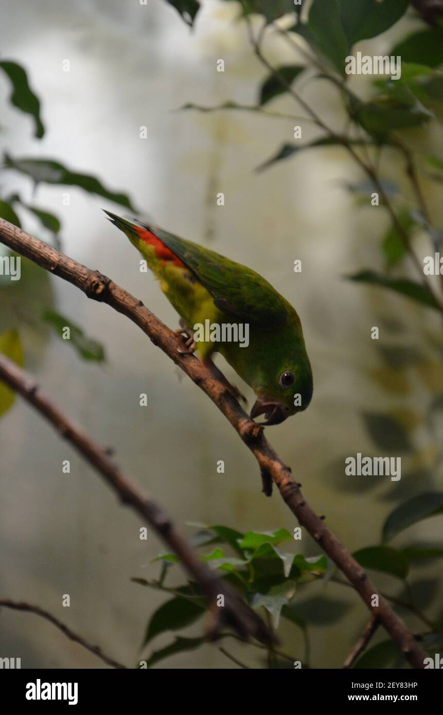 Vernal parrot hi-res stock photography and images - Alamy