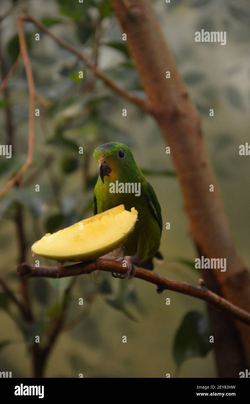 Vernal parrot hi-res stock photography and images - Alamy