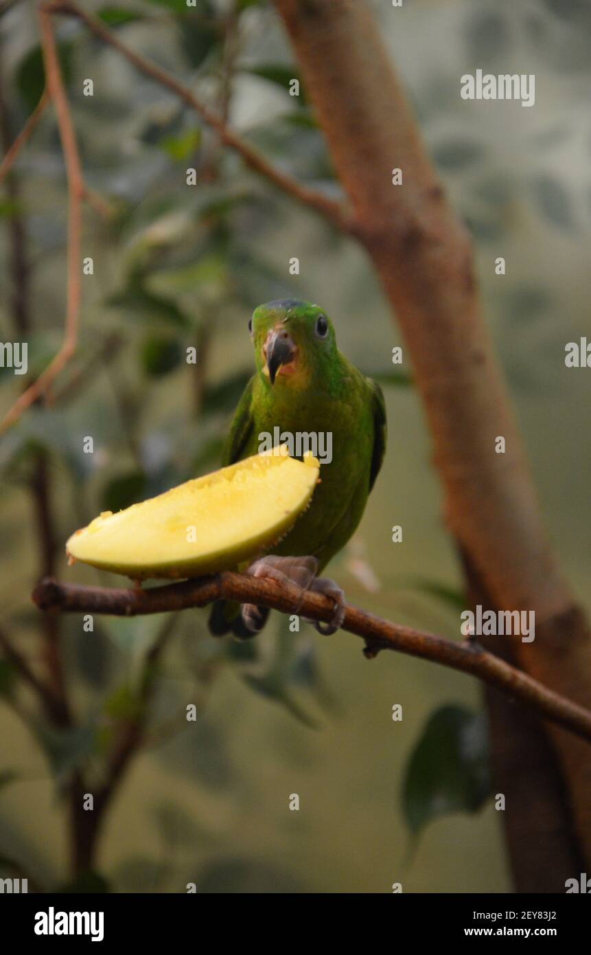 Vernal parrot hi-res stock photography and images - Alamy