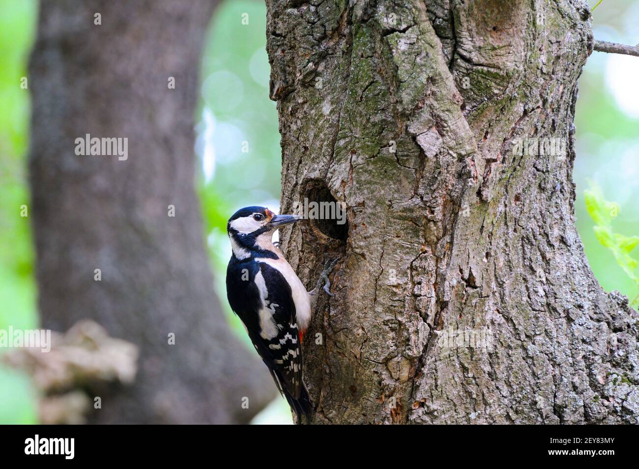 Woodpeckeer on tree hi-res stock photography and images - Alamy