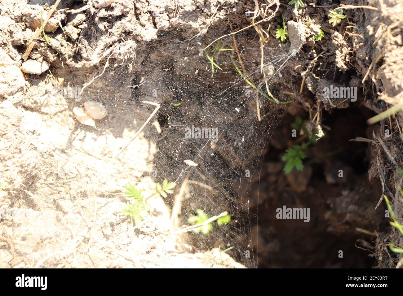 Play and dense hi-res stock photography and images - Alamy