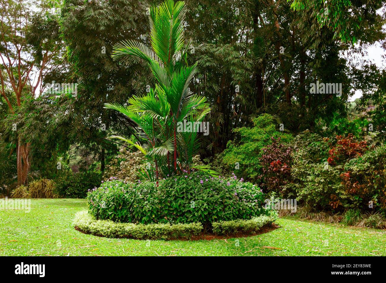 Magnificent tropical park with beautiful trees and flowers Stock Photo ...