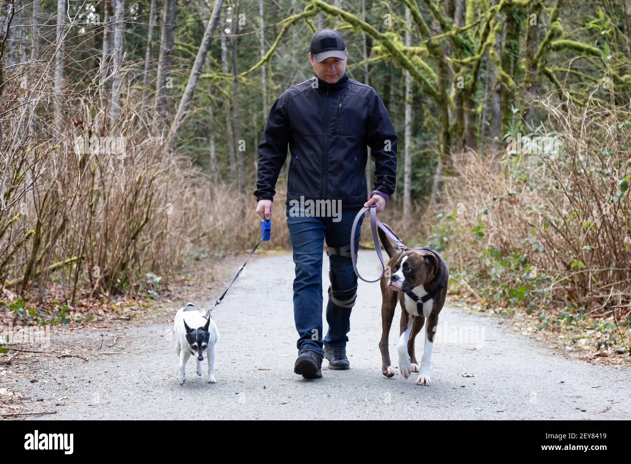 Person walking dog on streets hi-res stock photography and images - Alamy