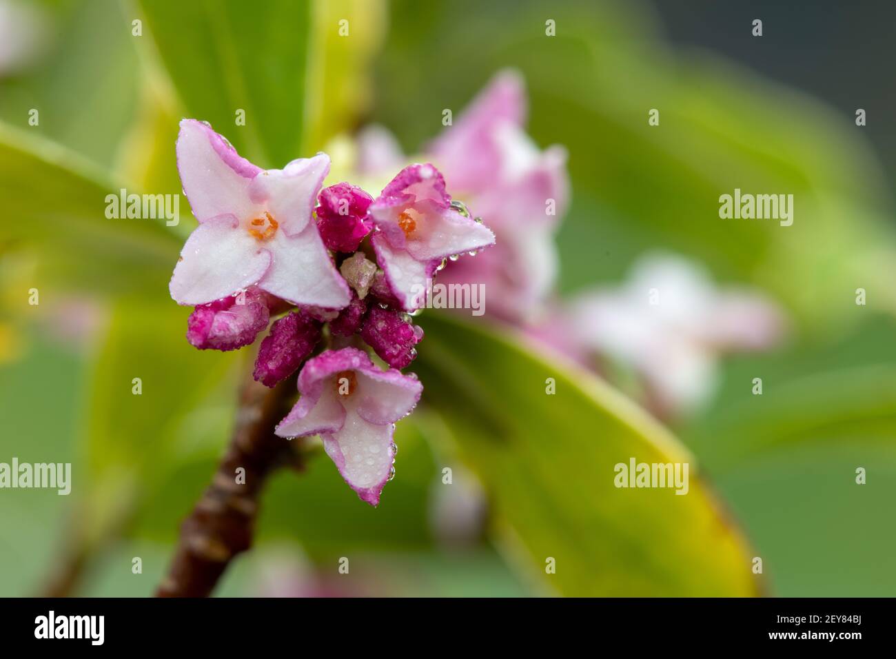 Macro shot of perfume princess Daphne flowers in bloom Stock Photo - Alamy