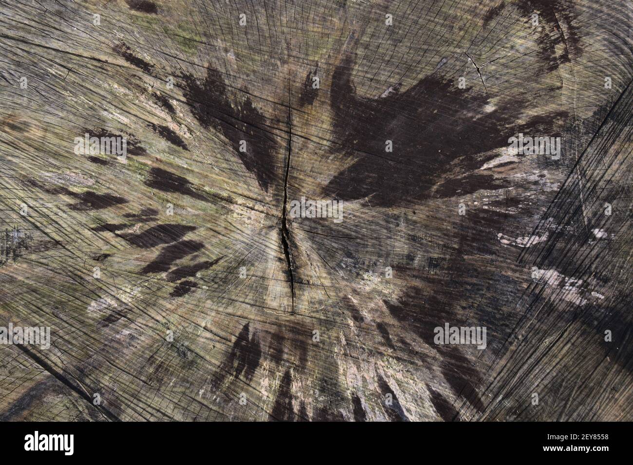Wood slab texture with bark, growth rings and cracks Stock Photo - Alamy