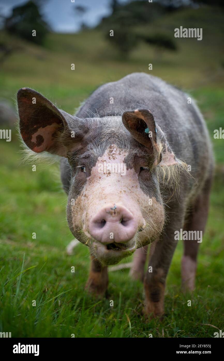 Are Pig Ears Bad For A Bhotia