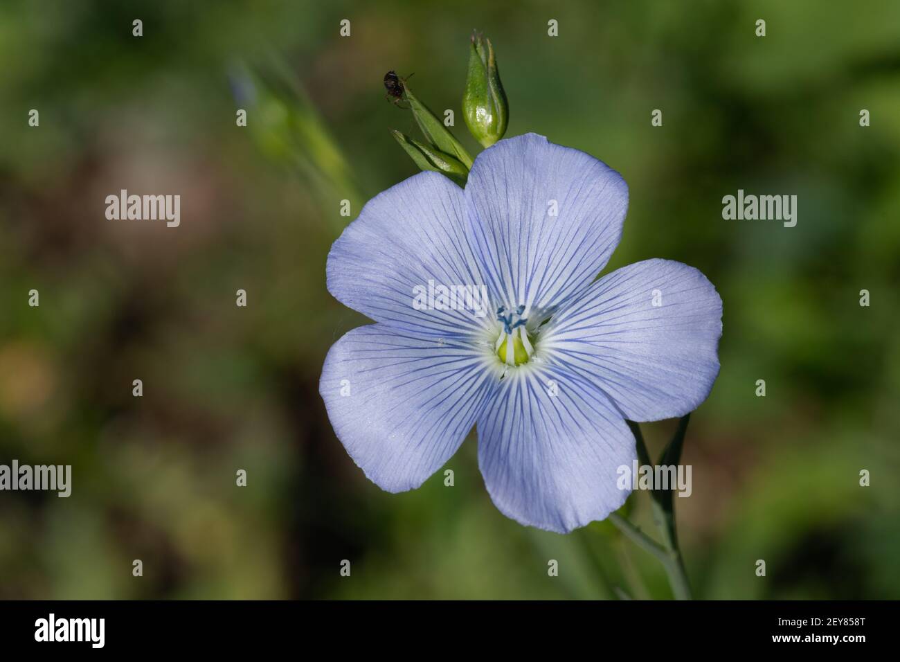 Linseed flower hi-res stock photography and images - Alamy