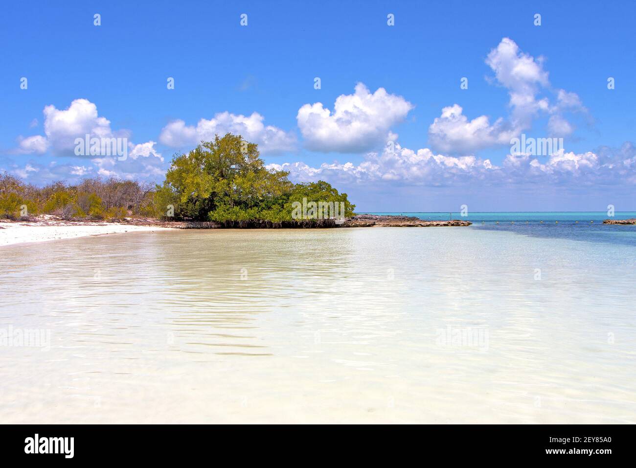 Tree wave in mexico Stock Photo - Alamy