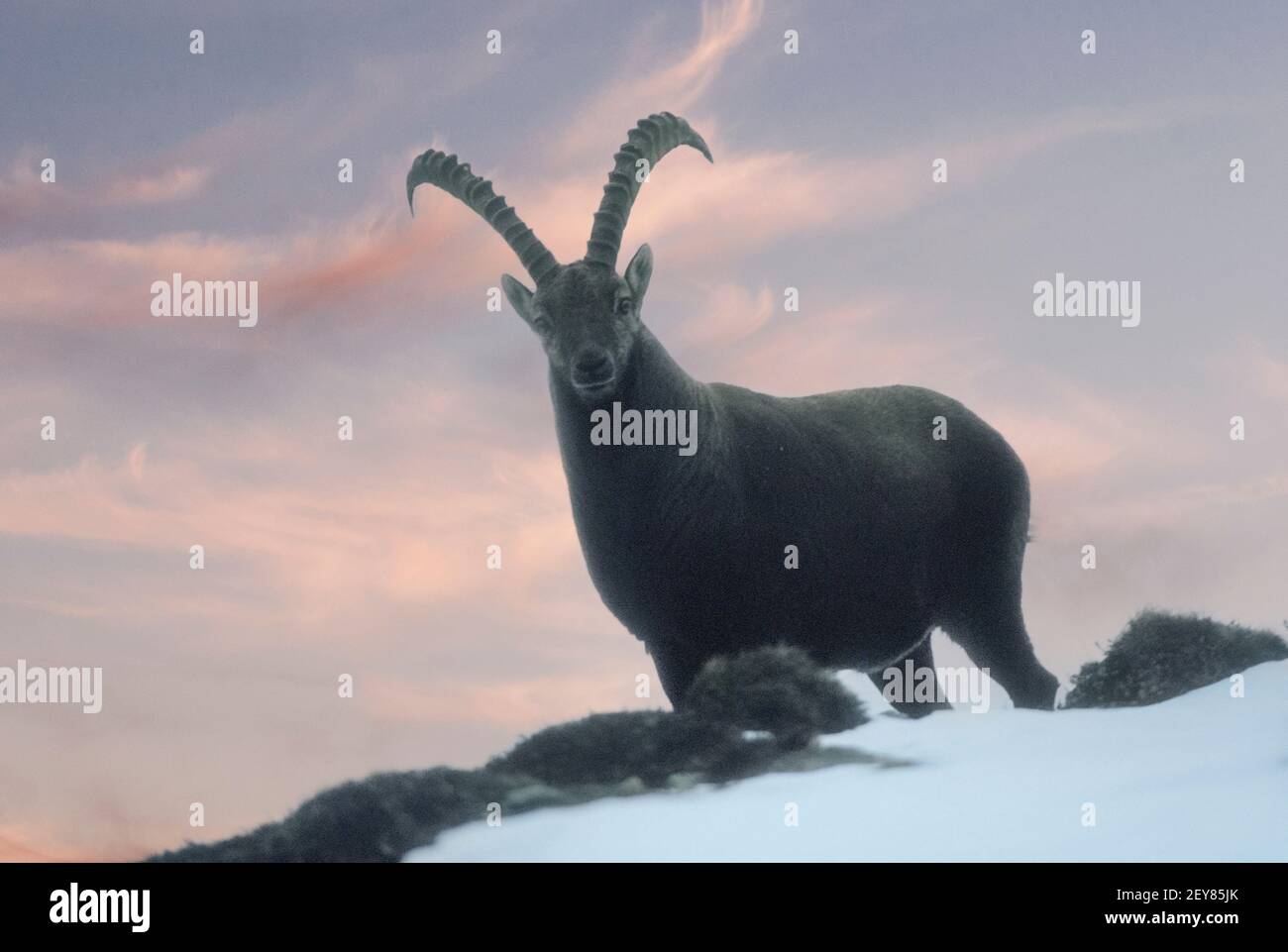 Swiss alps wildlife hi-res stock photography and images - Alamy