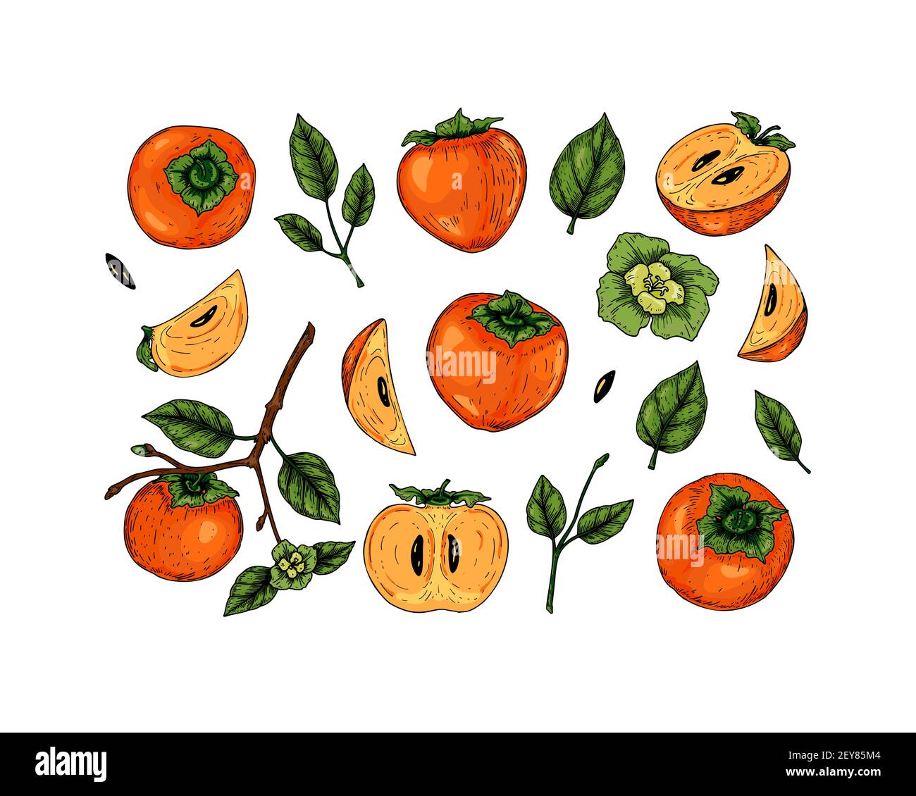 Set of hand drawn persimmon fruit, branches and leaves isolated on ...