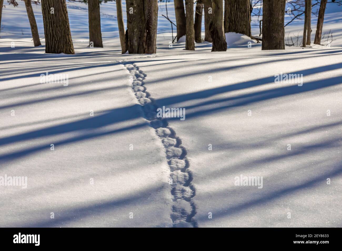 Eastern Gray Squirrel, Sciurus carolinensis, tracks in powdery snow in ...